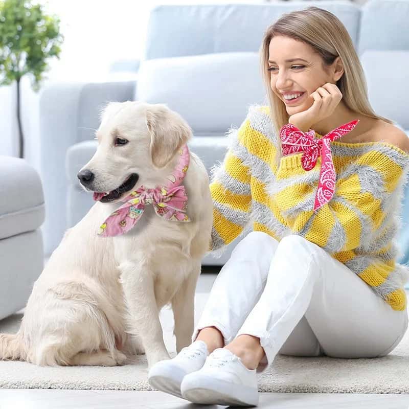 accessoire-pour-chien-bandana-rafraîchissant | Collar – PourToutou